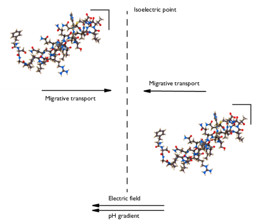 Isoelectric Separation